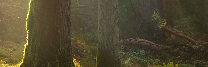 Hero for The Forest by FleXsor - SteamGridDB