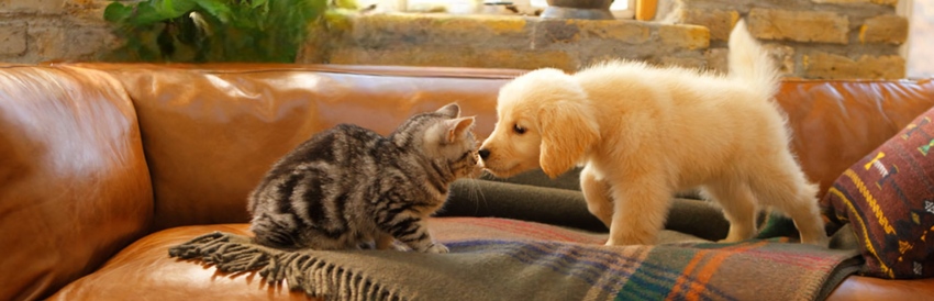 Hero for Nintendogs + Cats: Golden Retriever & New Friends by Mingebag - SteamGridDB