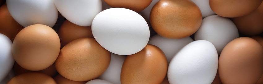 Hero for EGG by Tiago_BAD - SteamGridDB